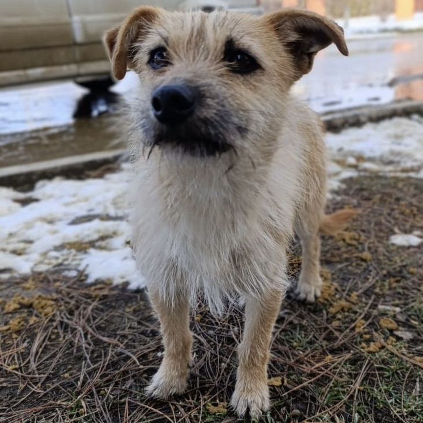 Малышик ищет дом