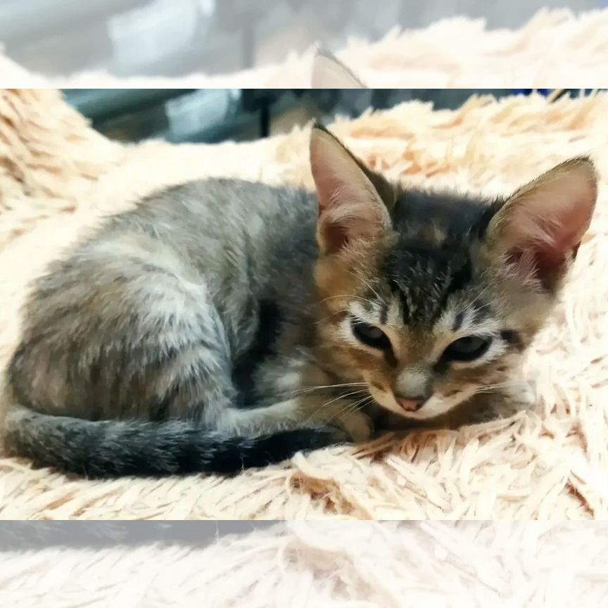 Котёнок в добрые руки