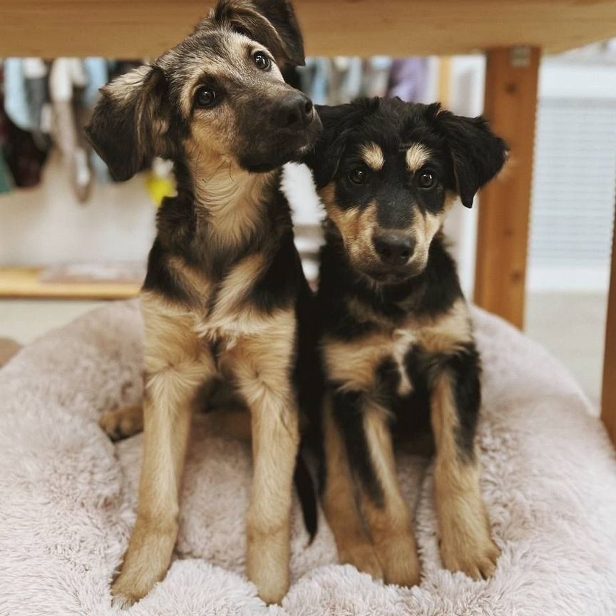 Щенок в добрые руки