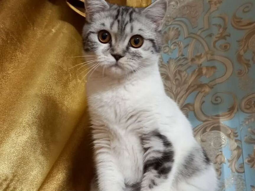 Шотландские малыши