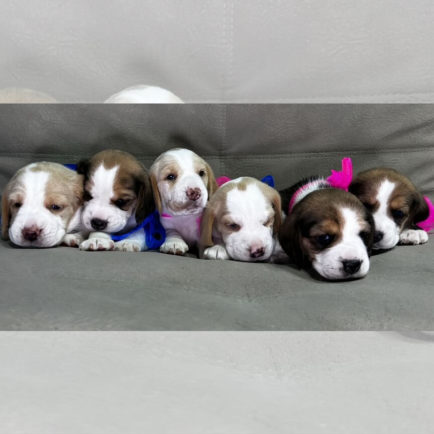 Бигль, щенок