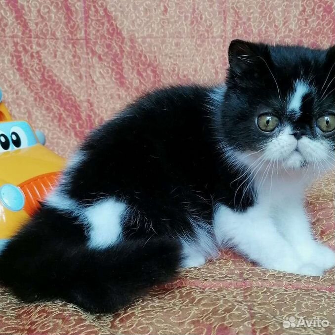 Экзотический котенок