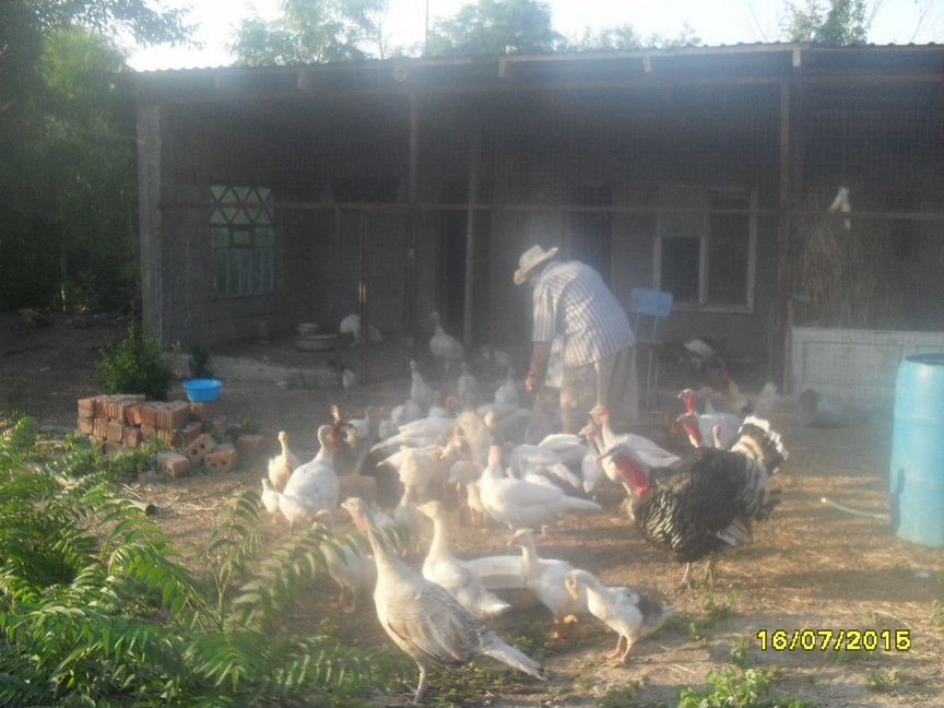 Курицы несушки