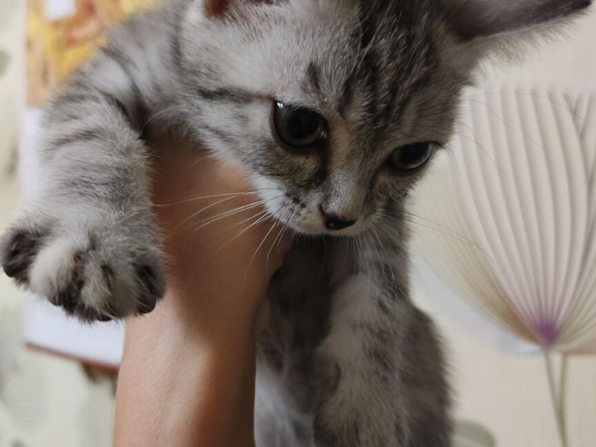 Котёнок 2-месячный