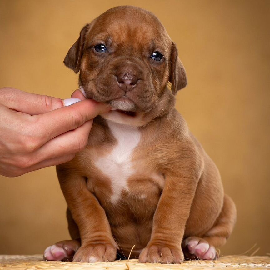 Американский питбультерьер, щенок