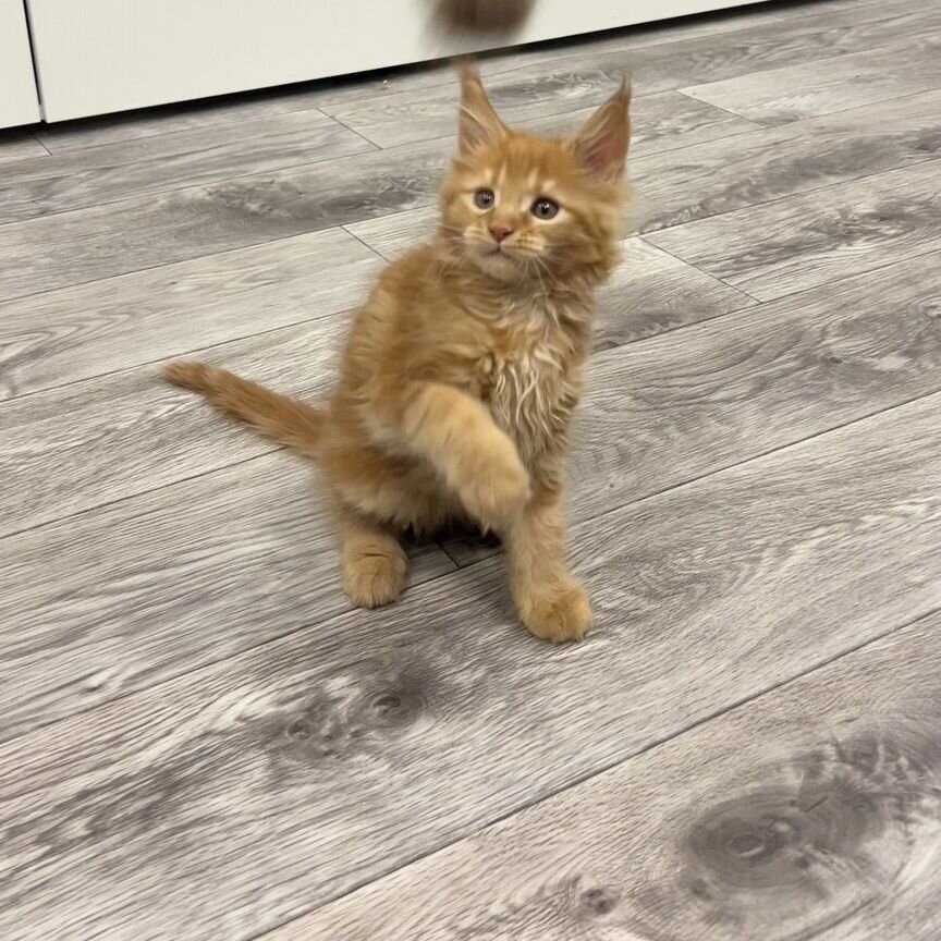 Котенок породы Мейн-кун