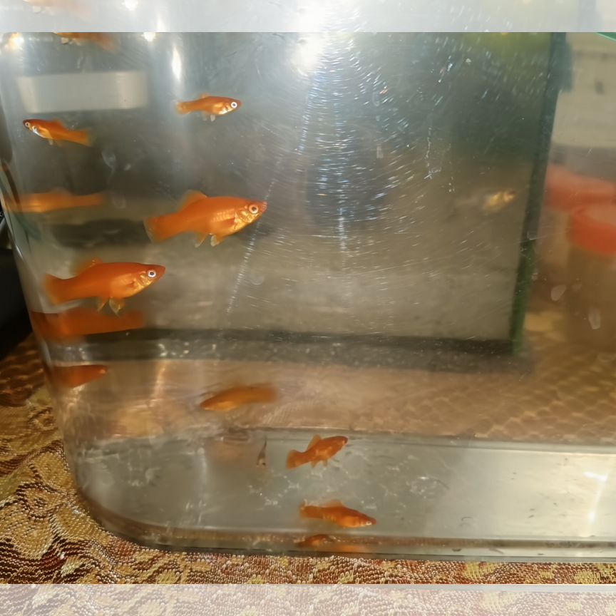 Меченосцы