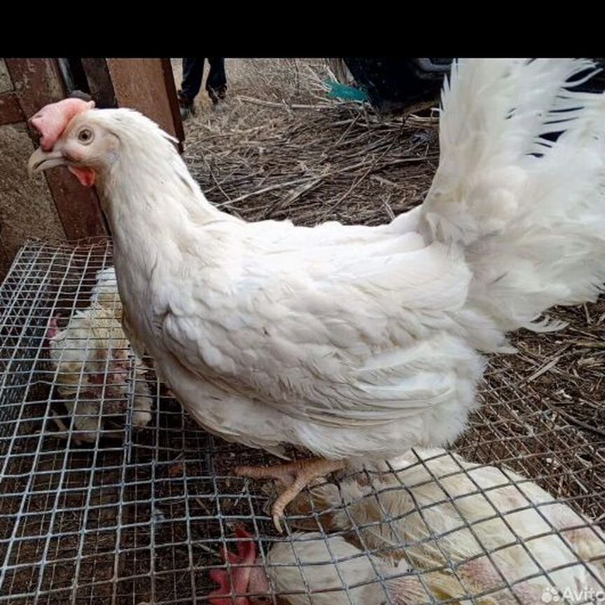 Куры мрлодки