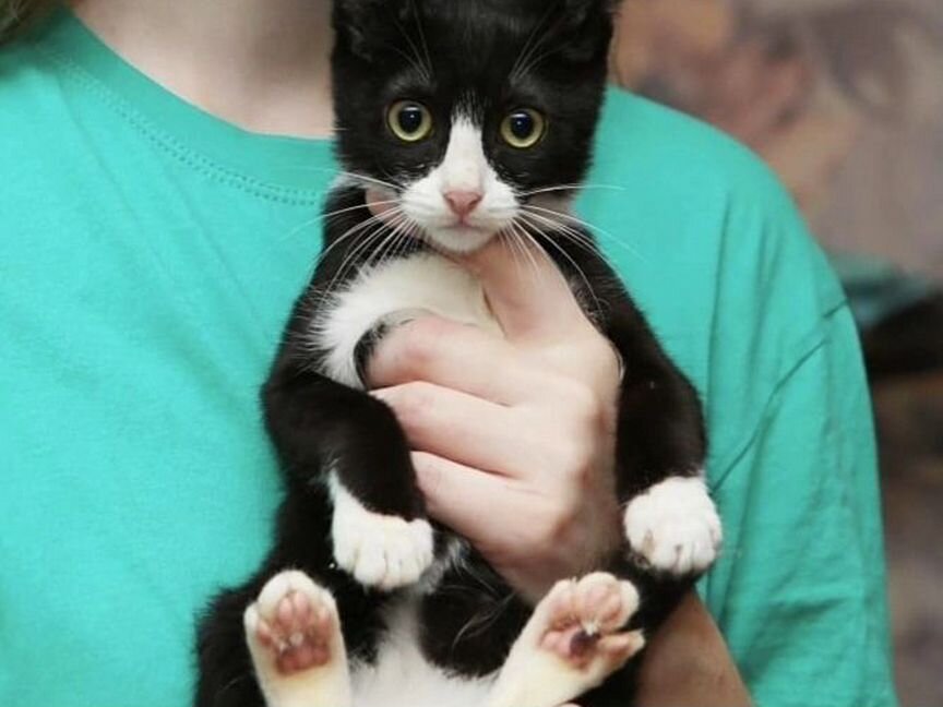 Кошка