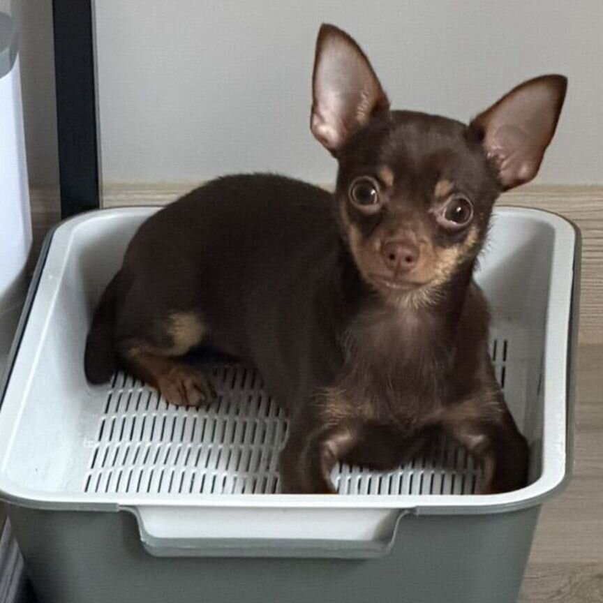 Чихуахуа, щенок