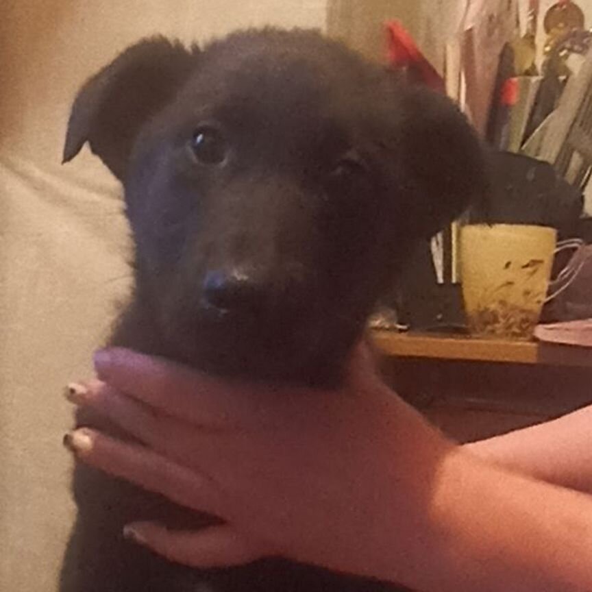 Немецкая овчарка, щенок