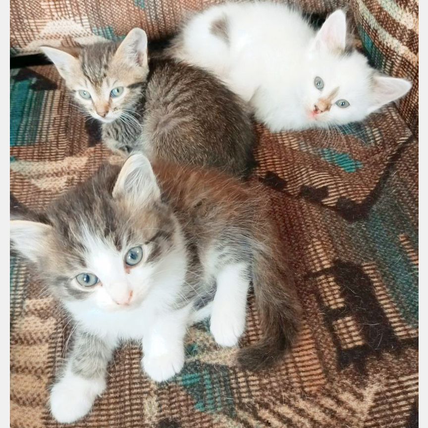 Котята в добрые руки, мальчики,возраст 1,5 месяца