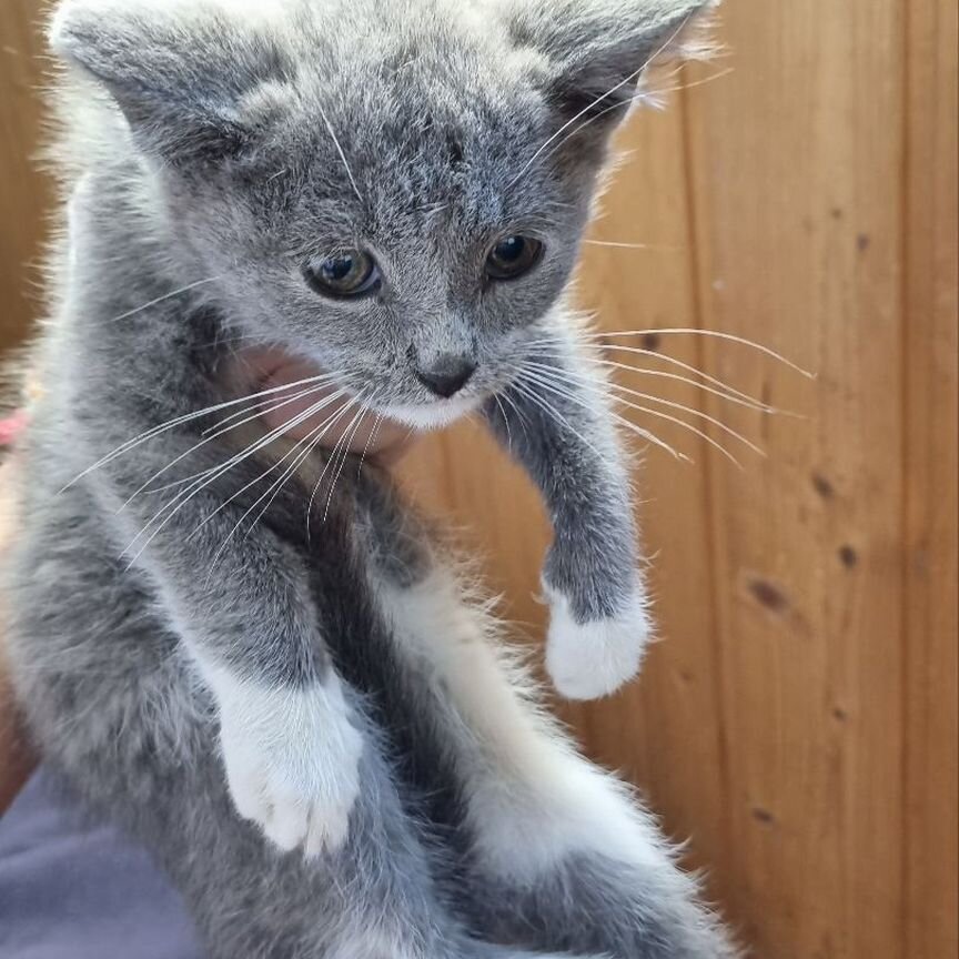 Котенок 1,5 месяца в добрые руки