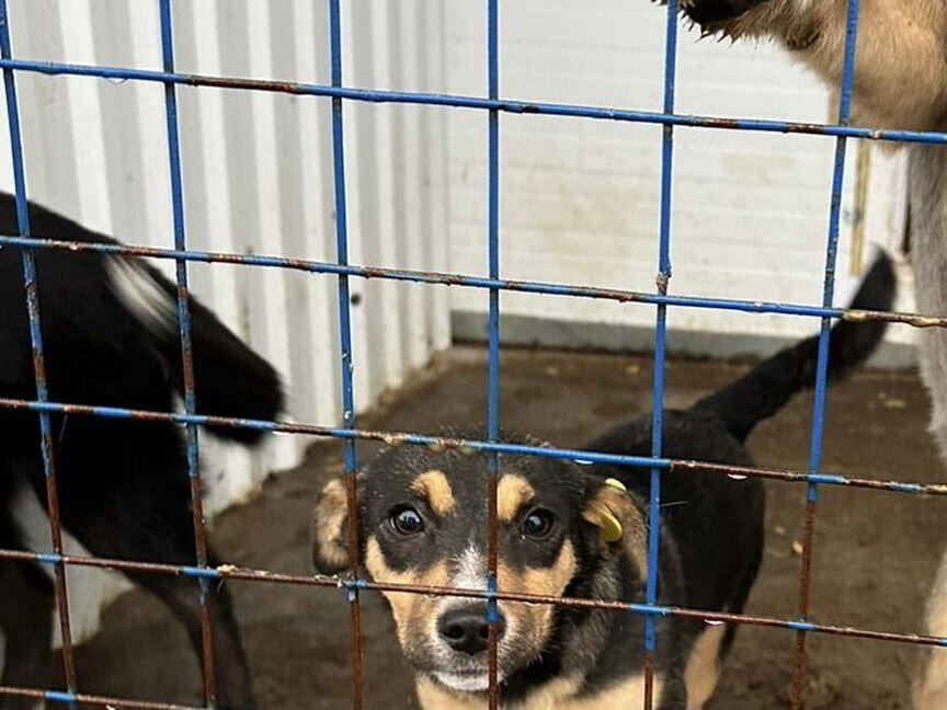 Маленькая собачка живет на улице. Нужен дом