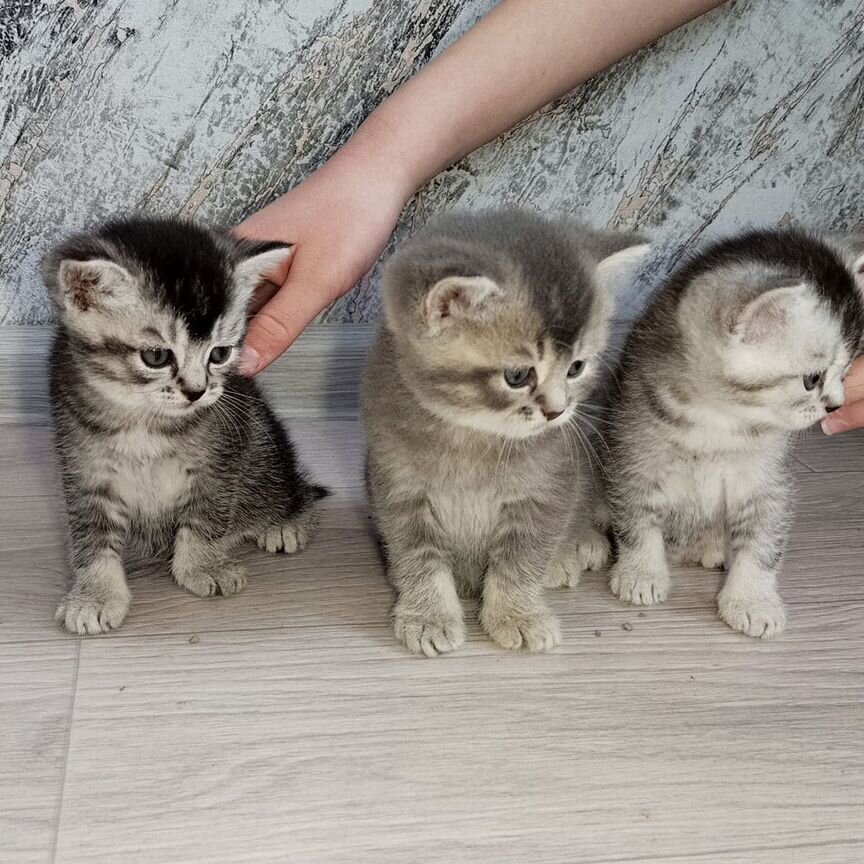 Шотландский вислоухий короткошёрстный котёнок
