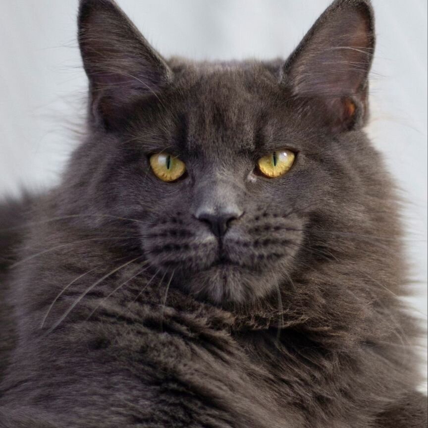 Кошки мейн-кун из питомника