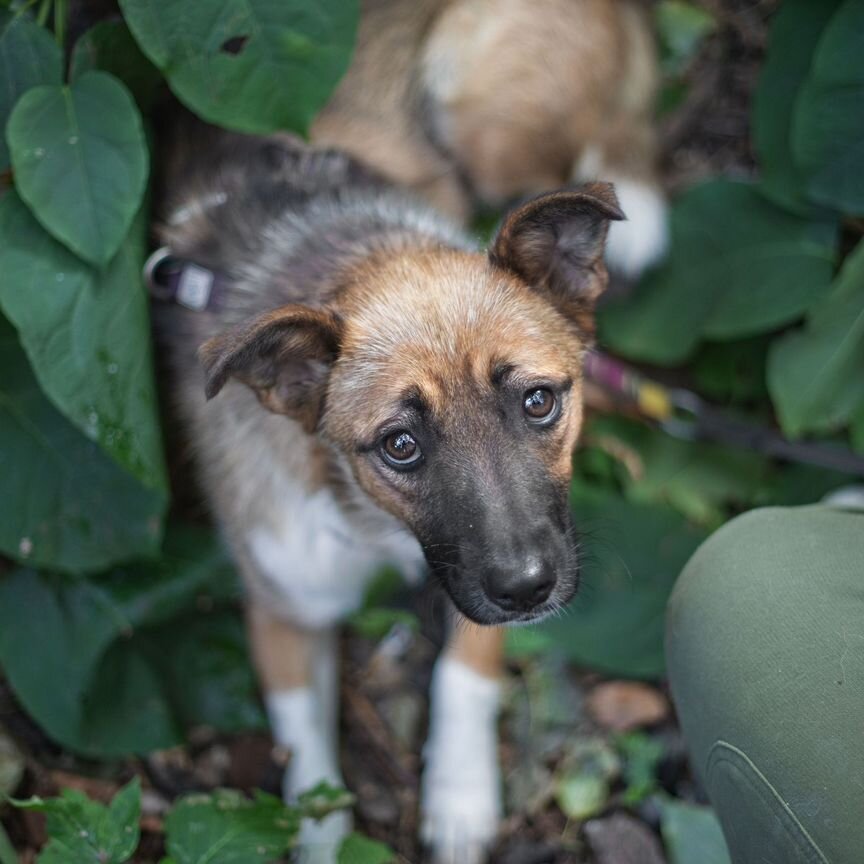 Маленькая собака из приюта в дар