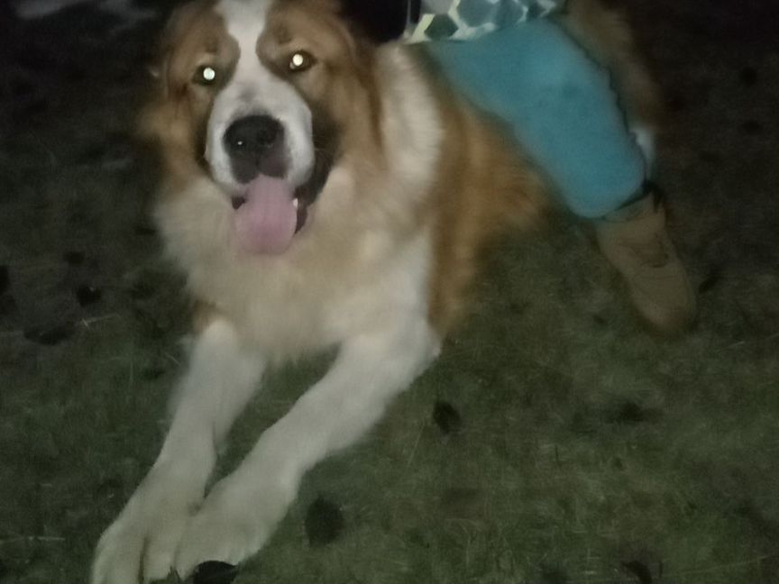 Среднеазиатская овчарка алабай