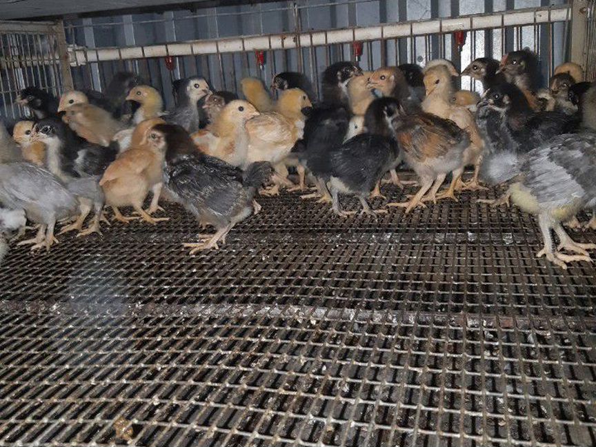 Продажа доминантов и серебристых