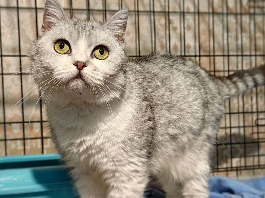 Очень красивая кошечка в добрые руки