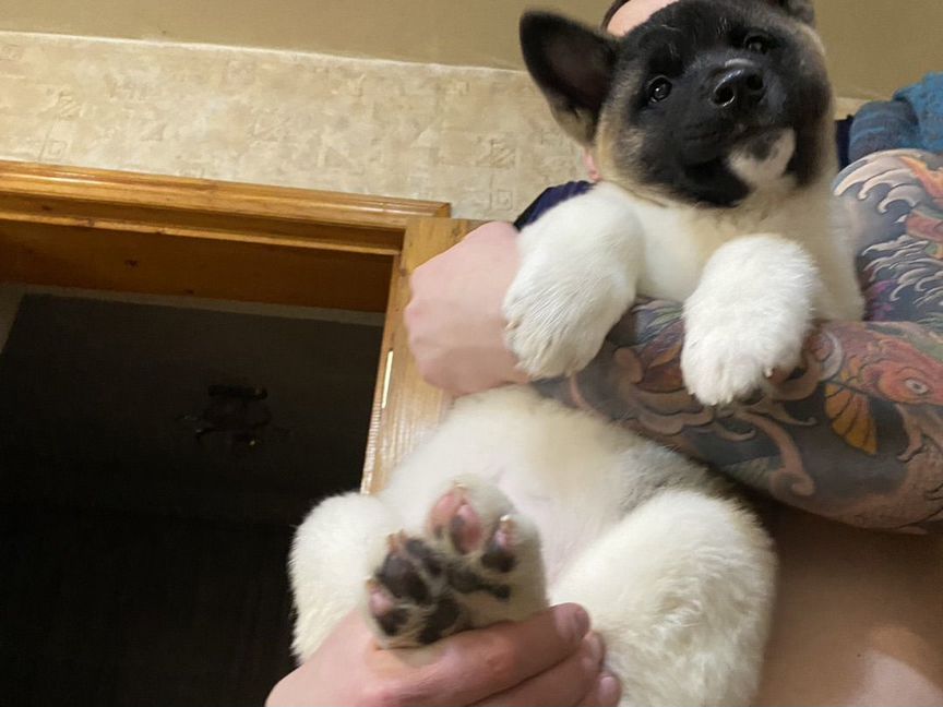 Американская Акита девочка