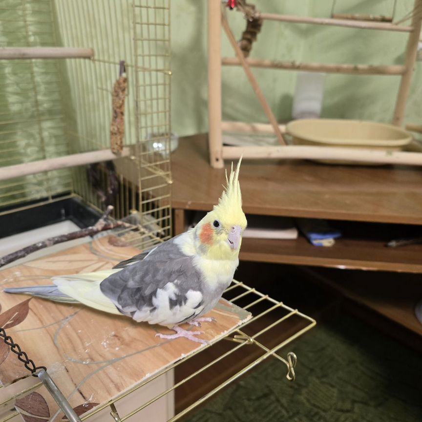 Попугай корелла с клеткой