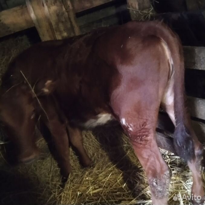 Телочка 4 месяца