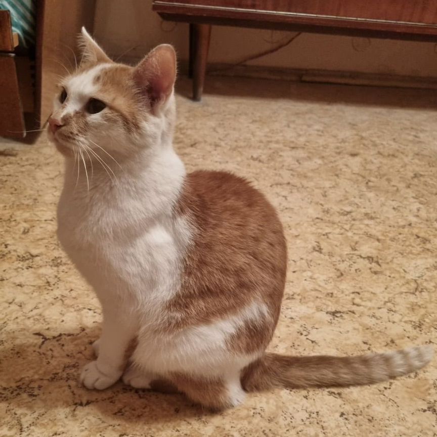 Кошка рыжая в добрые руки