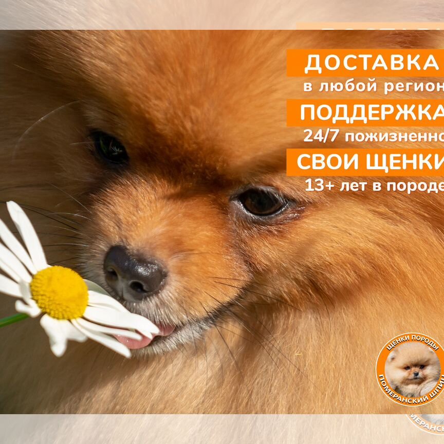 Померанский шпиц