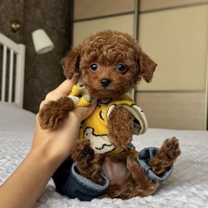 Той-пудель, щенок