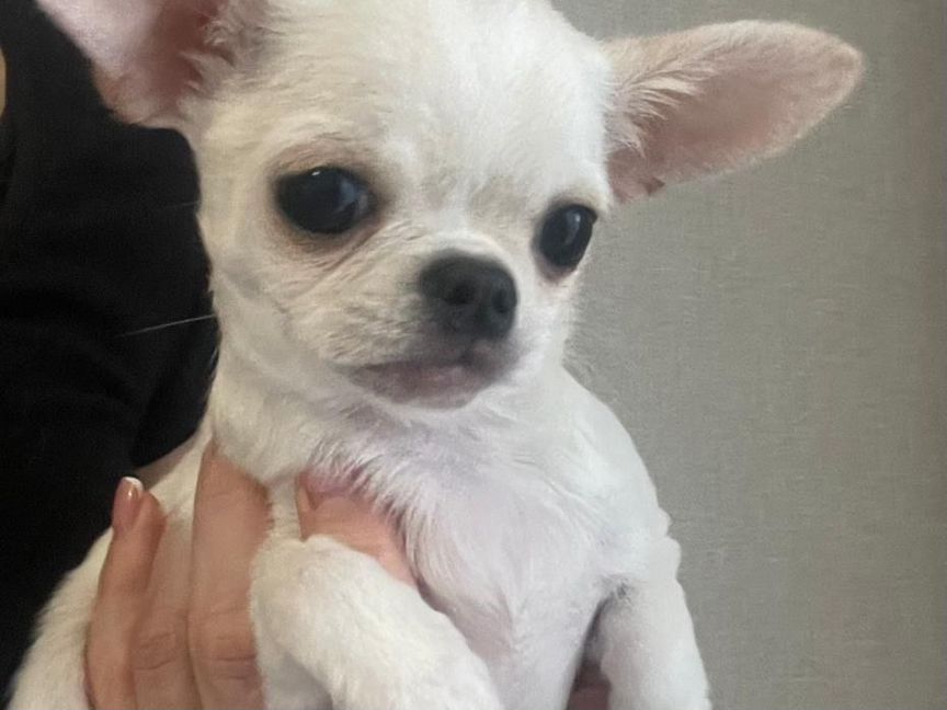 Кукольная девочка чихуахуа