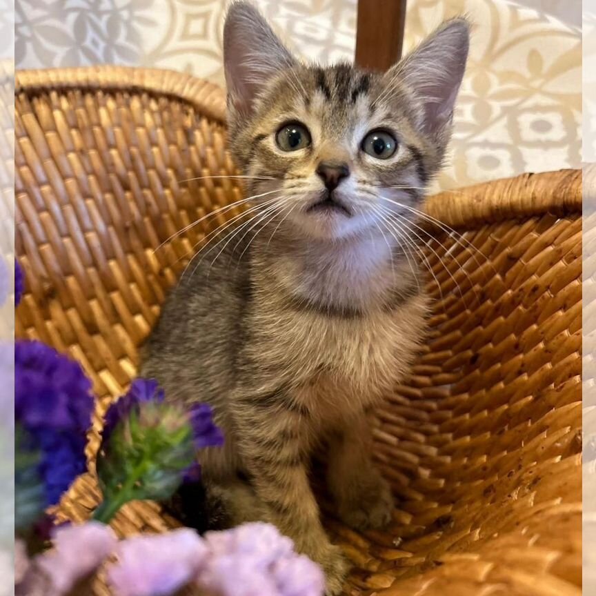 Домашний котёнок от абиссинской кошки