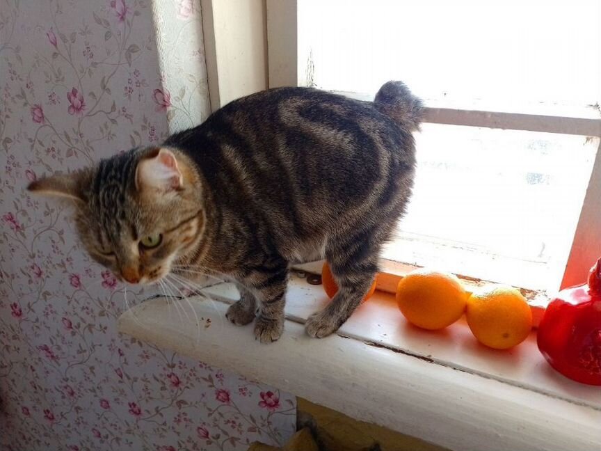 Кошка