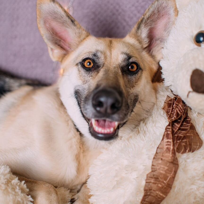 Собака улыбака