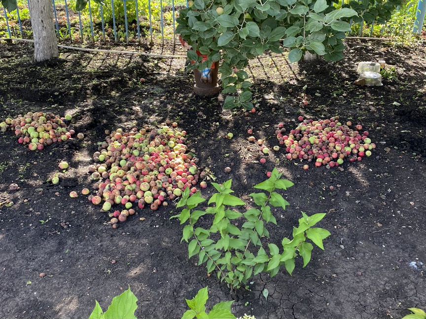 Отдам бесплатно яблоки на корм животным