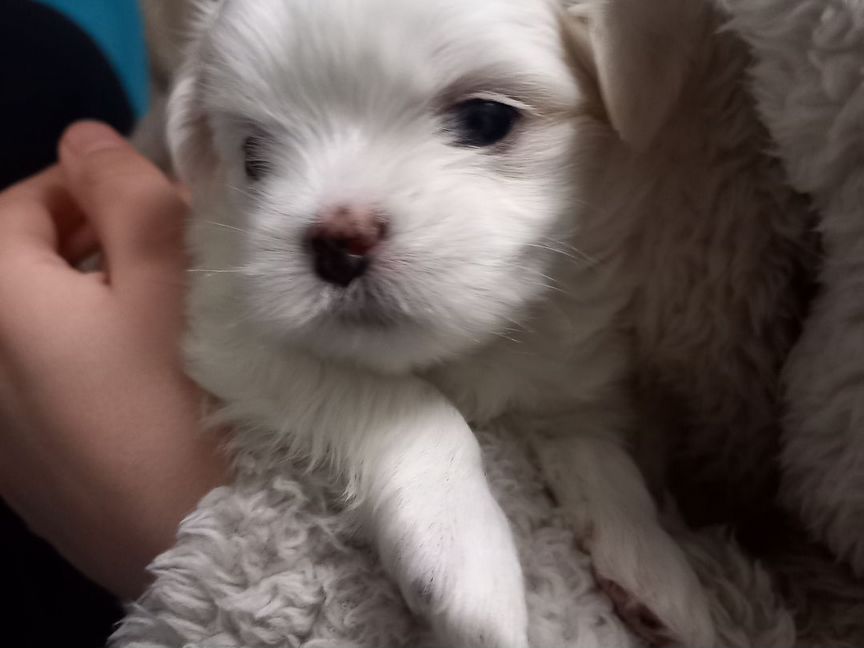 Мальтийская болонка девочка