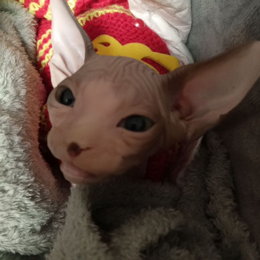 Канадский сфинкс котенок, продам 45 т