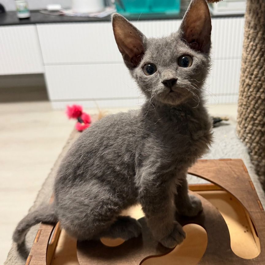Донской сфинкс котёнок