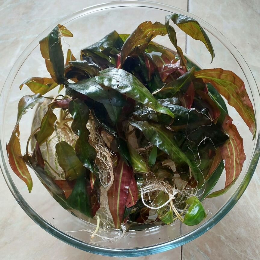 Криптокарина