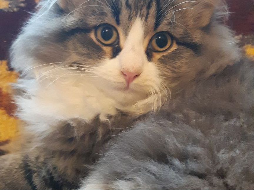 Котята в дар
