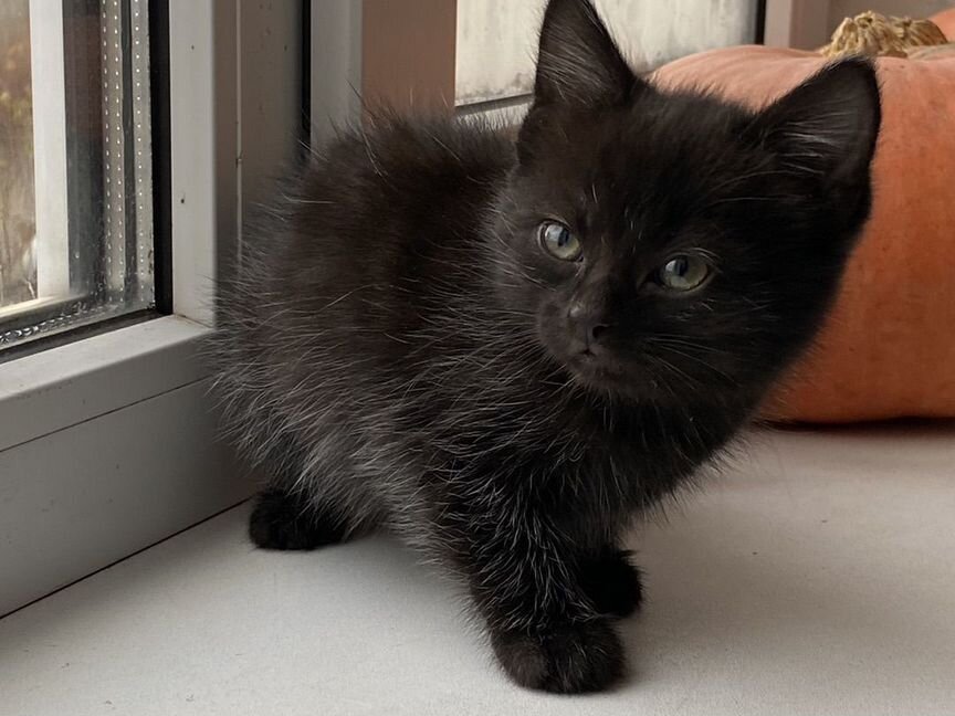 Черный котик (есть и девочка и мальчик)