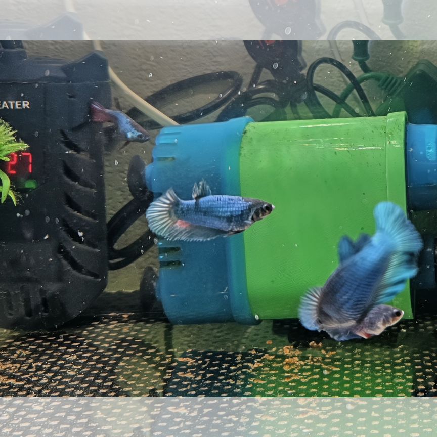 Молоденькие курочки betta