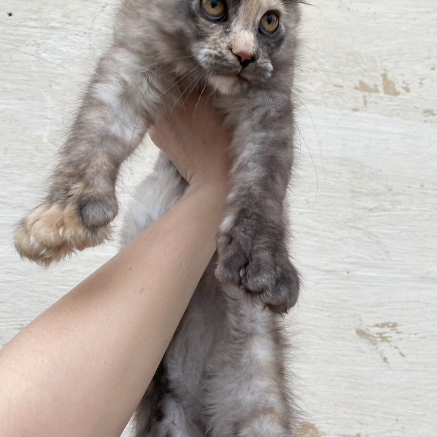 Мейн кун полидакт в любящие руки