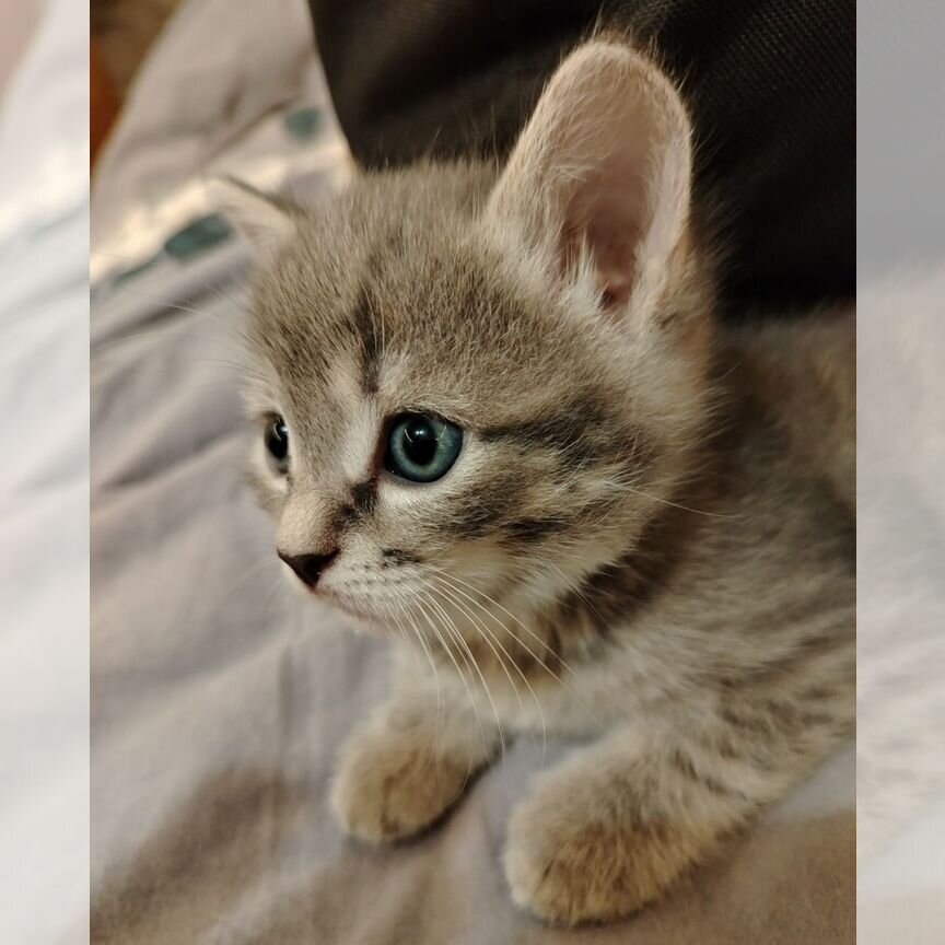 Котята