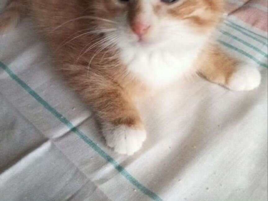 Отдам в добрые руки