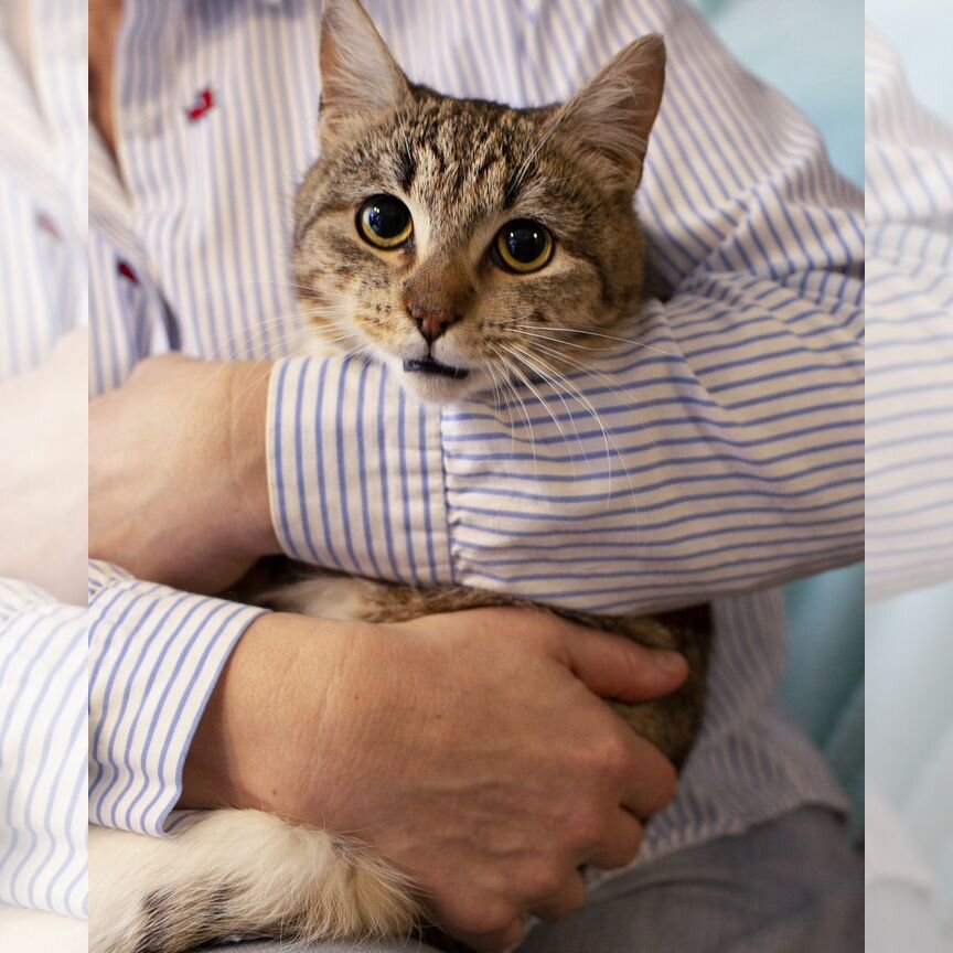 Ласковая кошечка ищет дом