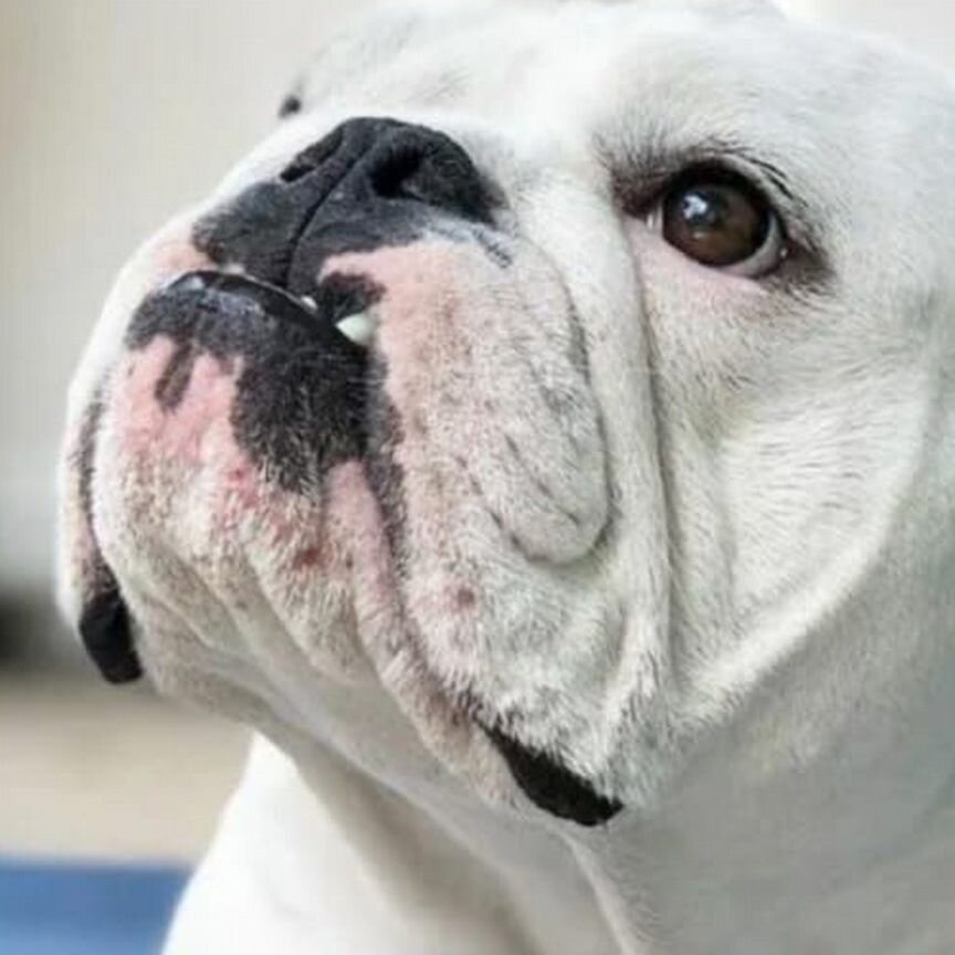 Английский бульдог в добрые руки