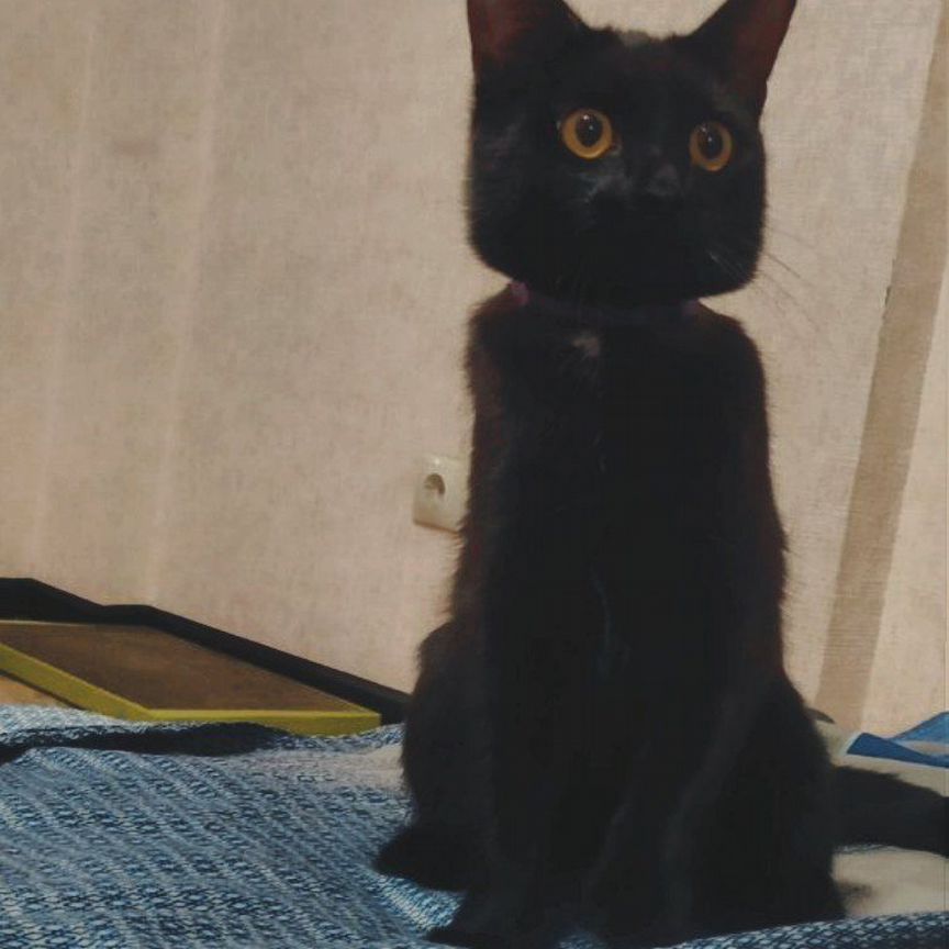 Кошка 1.5 года