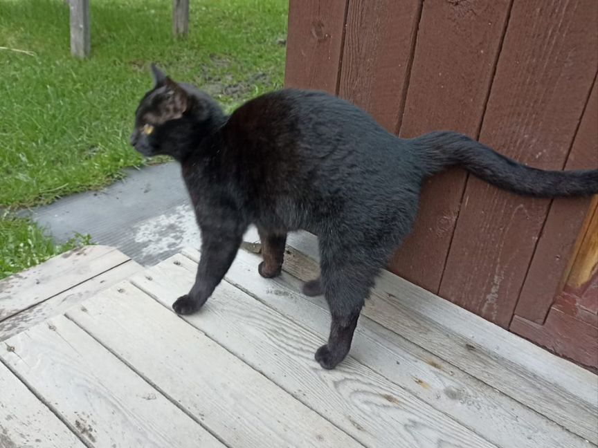 Молодая кошка