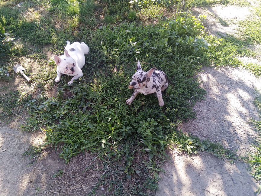 Девочка французский бульдог